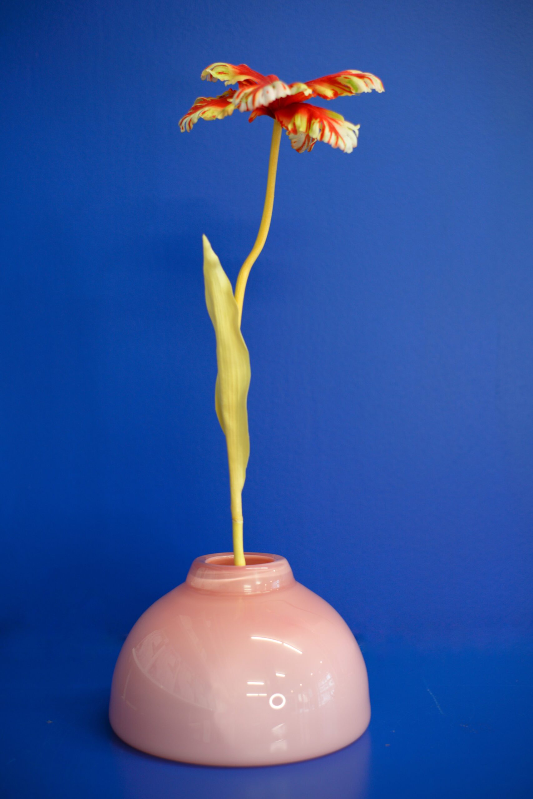 Tulip Bell Reverse Sunrise | Institute of Modern Art