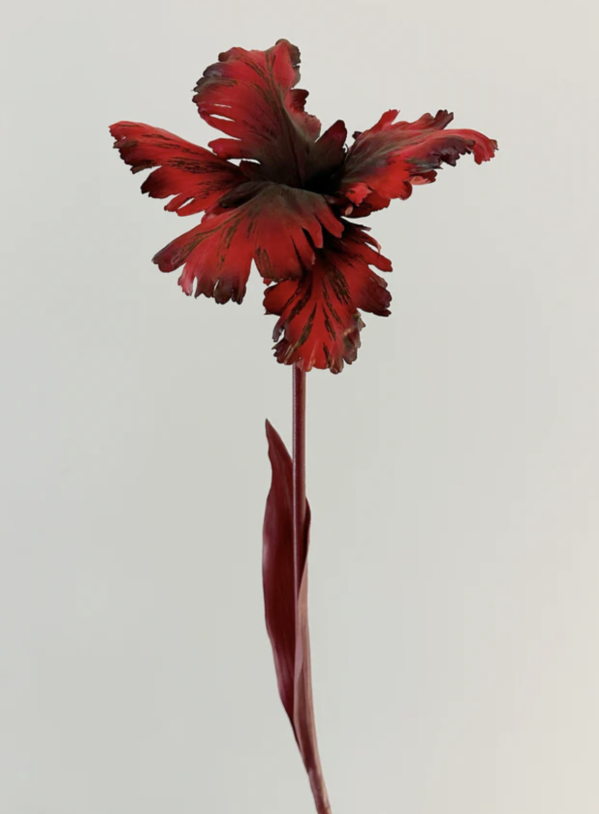 Tulip Bell Dark Ruby | Institute of Modern Art