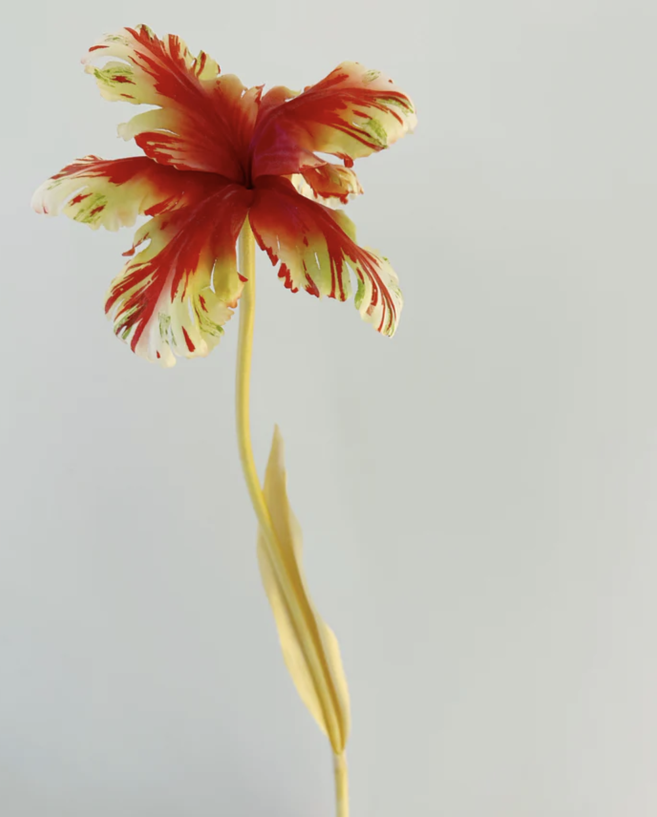 Tulip Bell Reverse Sunrise | Institute of Modern Art
